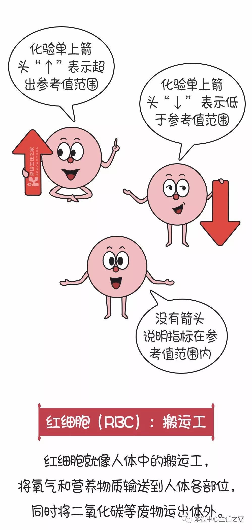 漫画 拿到血常规化验单怎么看？凤凰网
