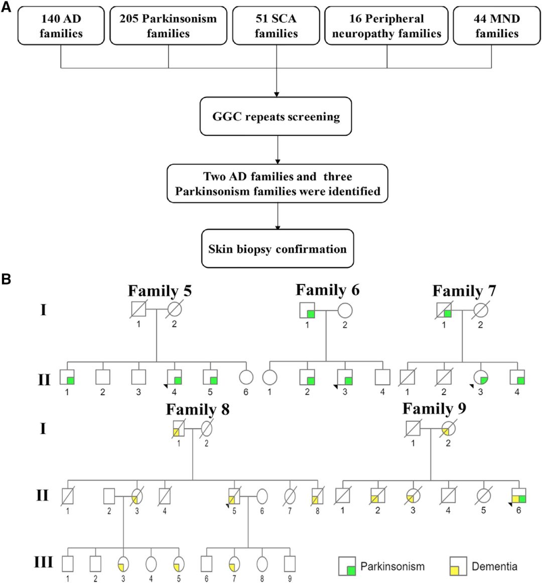AJHG | 中南大学湘雅医院沈璐教授、唐北沙教授课题组发现人类特异GGC异常重复与神经元核内包涵体病相关__凤凰网
