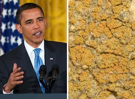 Lady Gaga蕨、碧昂丝牛虻、布什虫……科学家给物种起名也太随便了__凤凰网