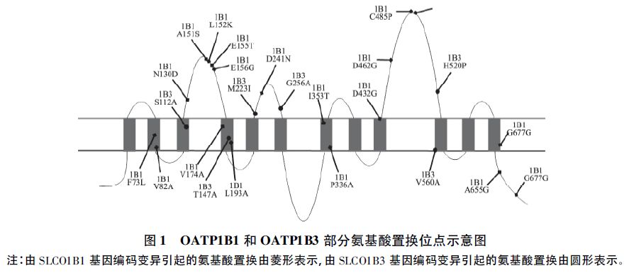 有机阴离子转运多肽OATP1B1、OATP1B3的基因多态性及其介导的药物相互作用研究进展__凤凰网