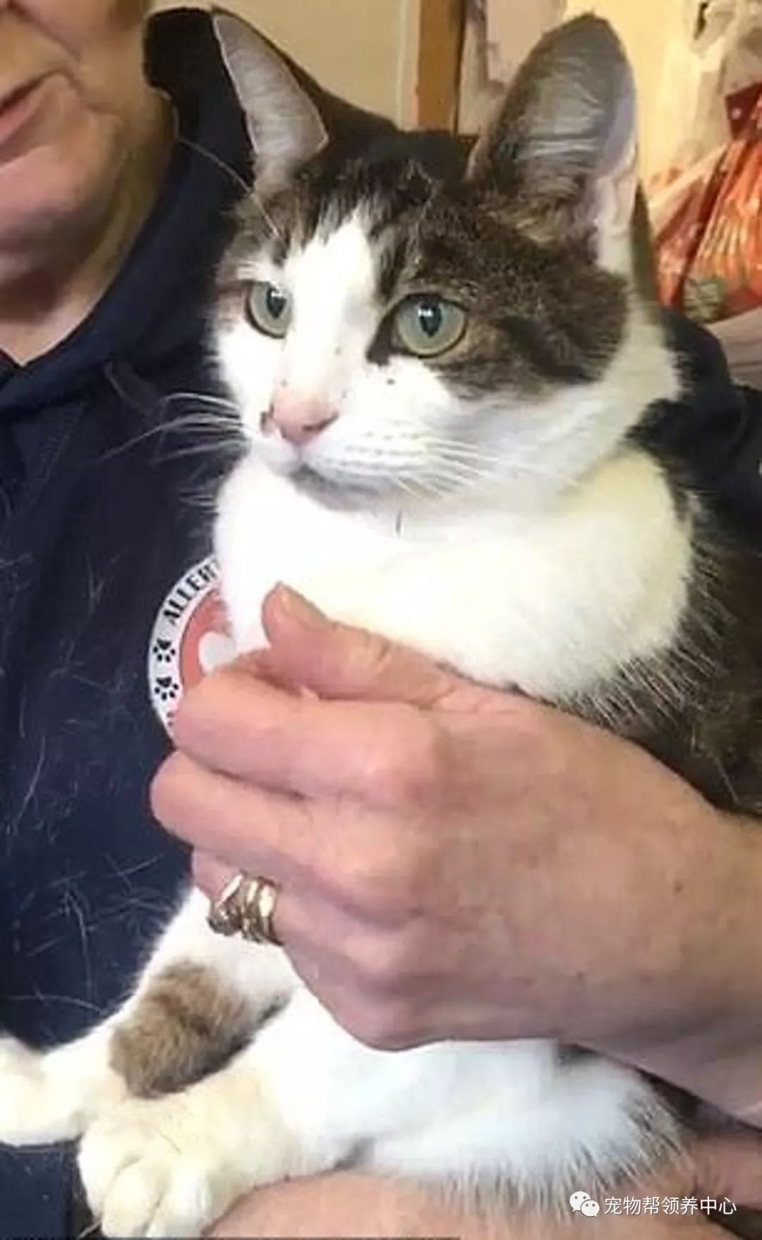 爱喵怕打针逃跑，十年后才回到主人身边：原来它一直在邻居家...__凤凰网