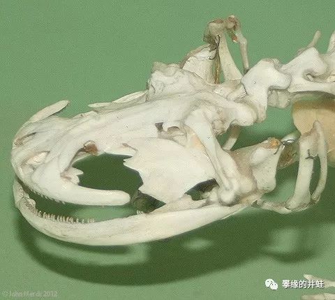 【地球演义】第二百二十九回 蟾祖__凤凰网