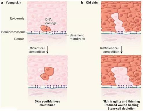 Nature：揭示让皮肤永葆年轻的蛋白COL17A1__凤凰网