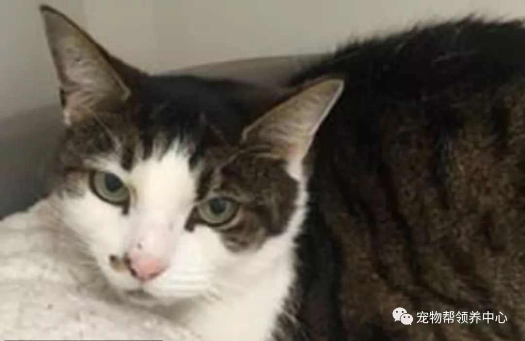 爱喵怕打针逃跑，十年后才回到主人身边：原来它一直在邻居家...__凤凰网