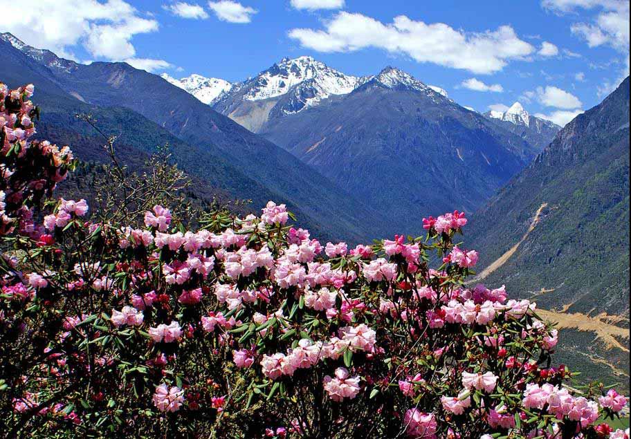 5月 相约西藏赏最美杜鹃花__凤凰网