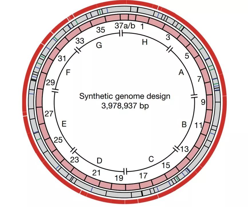 挑战生命基本公式：人工合成实现大肠杆菌全基因组重编码_凤凰网科技_凤凰网