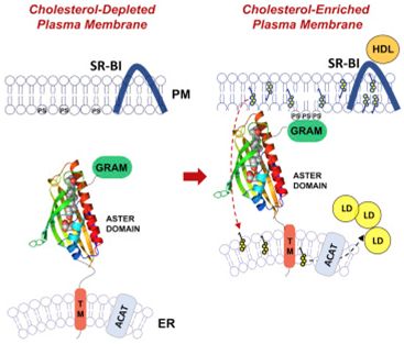 Cell：揭示Aster蛋白促进胆固醇从细胞膜迁移到细胞内部_凤凰网健康_凤凰网