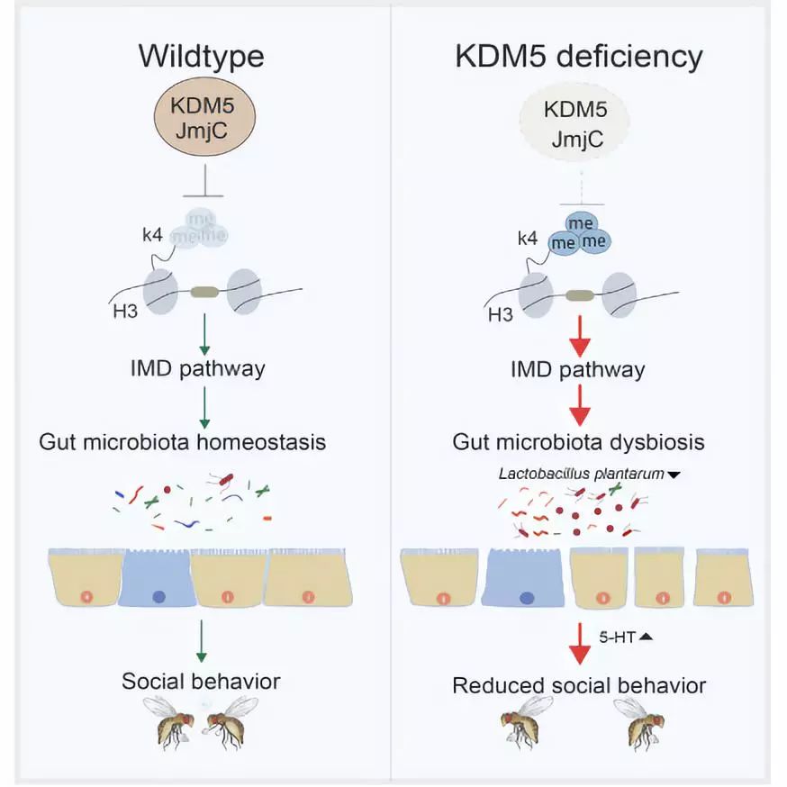 重磅：刘星吟教授发文揭示《KDM5基因功能失常对肠道微生态的干扰以及对自闭症的影响》__凤凰网