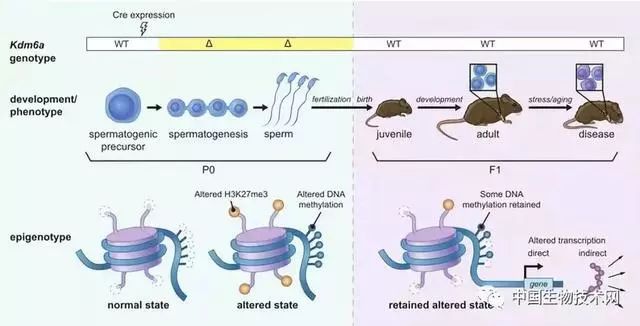 癌症易感性和死亡率的表观遗传变化，或代代相传__凤凰网