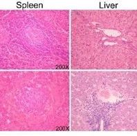 PLoS Pathog：吉林大学欧阳红生课题组利用CRISPR/Cas9和RNAi开发出抵抗猪瘟病毒的转基因猪_凤凰网健康_凤凰网