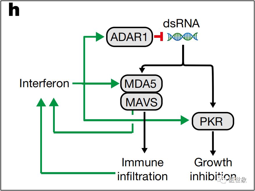Nature重磅！哈佛大牛破解免疫疗法耐药性！这个基因是关键！__凤凰网