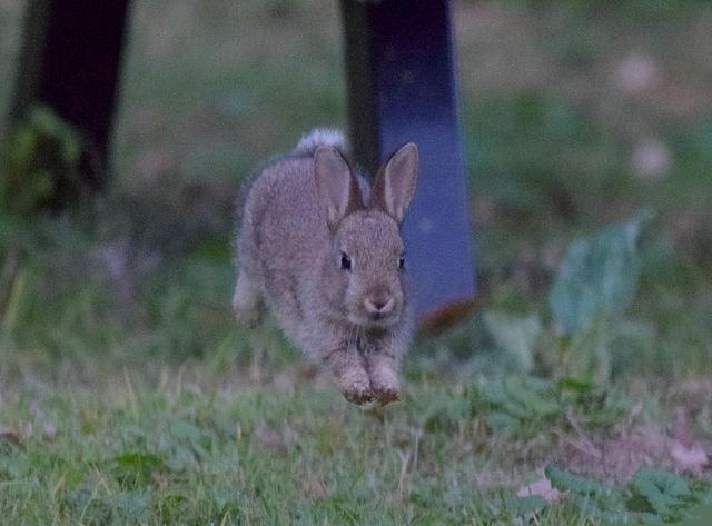 养兔技术｜家兔杂交繁育方法__凤凰网
