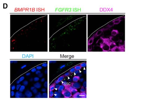 应用RNAscope®进行测序后验证-中国研究团队文章解读_凤凰网健康_凤凰网
