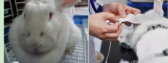 原来你是这样的实验兔__凤凰网