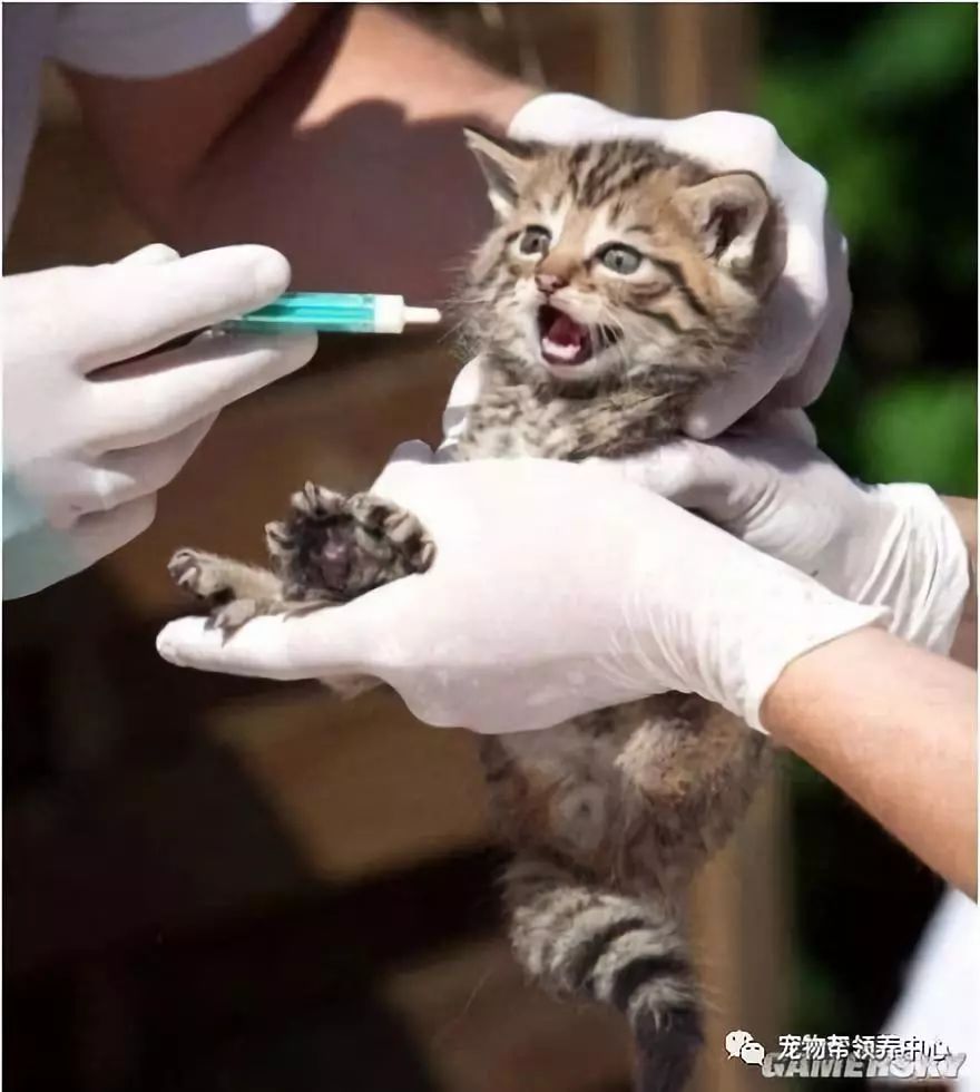 爱喵怕打针逃跑，十年后才回到主人身边：原来它一直在邻居家...__凤凰网