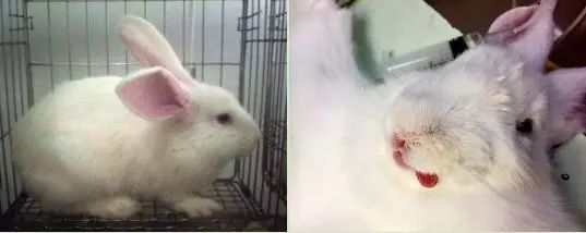 原来你是这样的实验兔__凤凰网