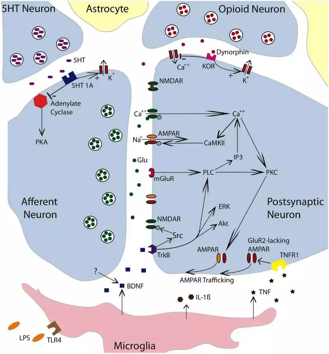抑郁症的发病机制——受体假说_凤凰网健康_凤凰网