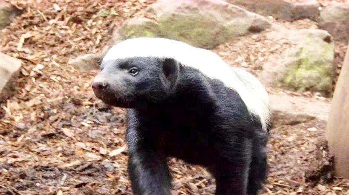 世界上最蠢的4种动物，因智商太低濒临灭绝，保护员：我尽力了__凤凰网