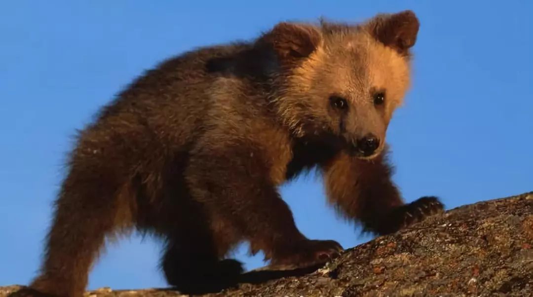 比熊猫还珍稀的濒危动物——蒙古戈壁熊，中国政府提供保护援助__凤凰网