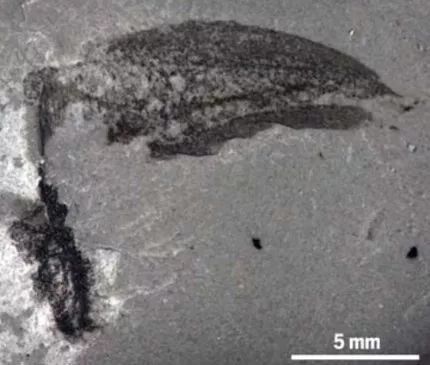 中国湖北发现“清江生物群”，打开全新寒武纪生物宝库！__凤凰网