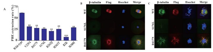 文献解读|TUBB8的突变导致人卵母细胞减数分裂停滞__凤凰网