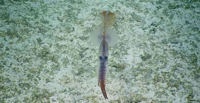 外媒：科学家首次拍摄到活着的罕见深海鱿鱼__凤凰网