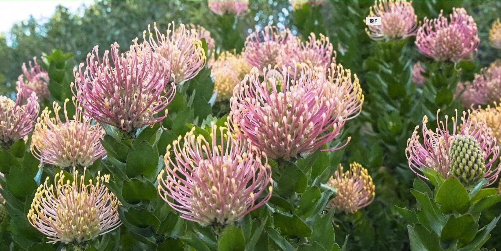 南非花卉王国——世界上最多样化的生态体系__凤凰网