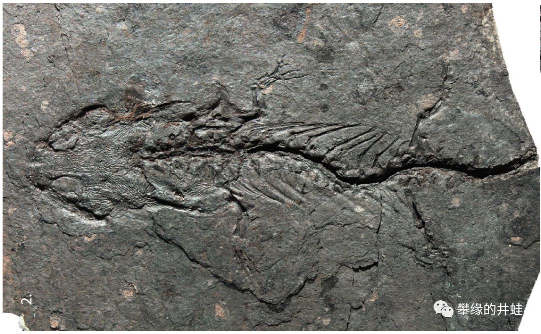 【地球演义】第二百三十回 螈怪__凤凰网