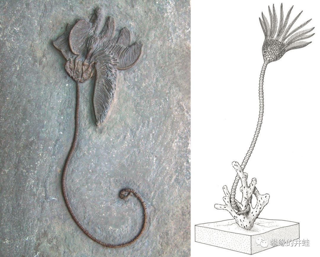 【地球演义】第二百十八回 寒武纪的余烬：棘皮动物篇（下）__凤凰网