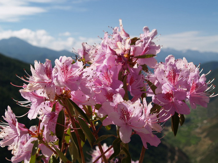 5月 相约西藏赏最美杜鹃花__凤凰网