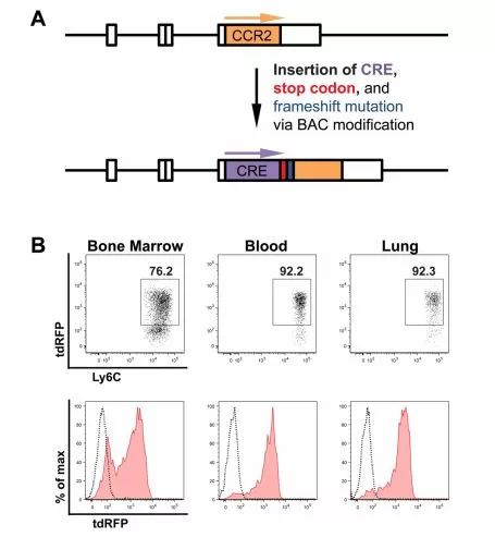 PLoS Pathog：炎性单核细胞在真菌感染中发挥着截然相反的作用__凤凰网