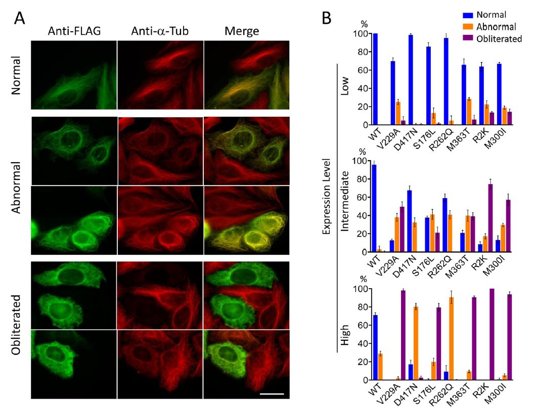 文献解读|TUBB8的突变导致人卵母细胞减数分裂停滞__凤凰网