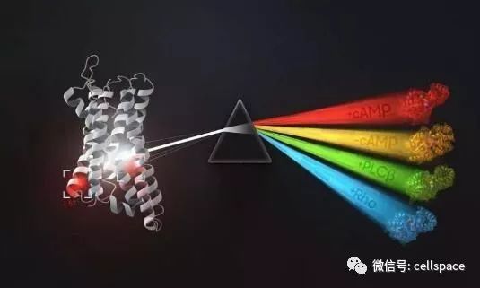 GPCR：揭秘细胞如何对外部环境信号产生反应__凤凰网