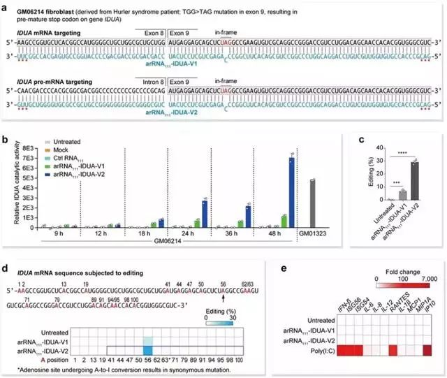北大魏文胜课题组开发出无需外源蛋白的全新RNA编辑技术__凤凰网